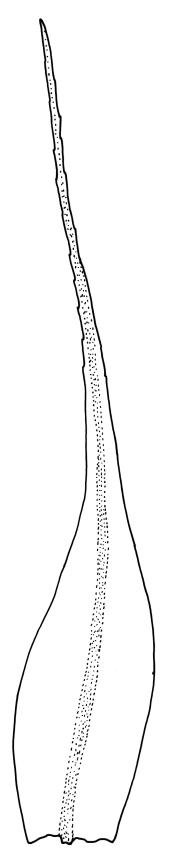 Flora of New Zealand | Taxon Profile | Cyrtopus setosus