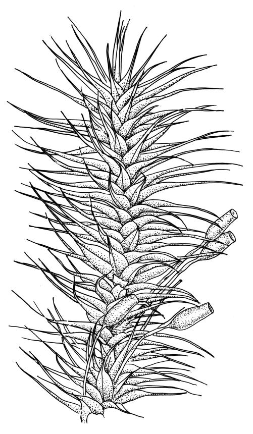 Flora of New Zealand | Taxon Profile | Cyrtopus setosus