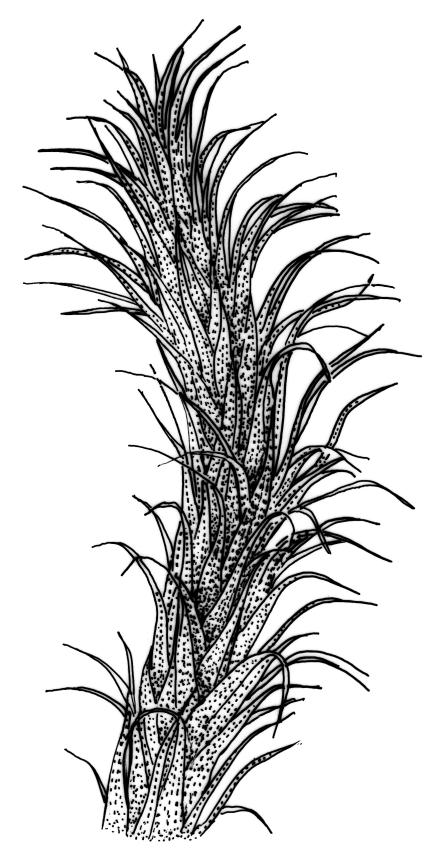 Flora of New Zealand | Taxon Profile | Cyrtopus setosus