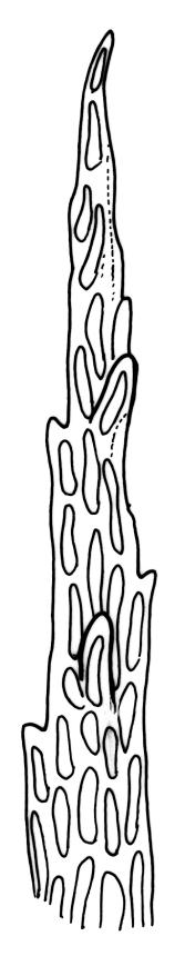 Flora of New Zealand | Taxon Profile | Cyrtopus setosus