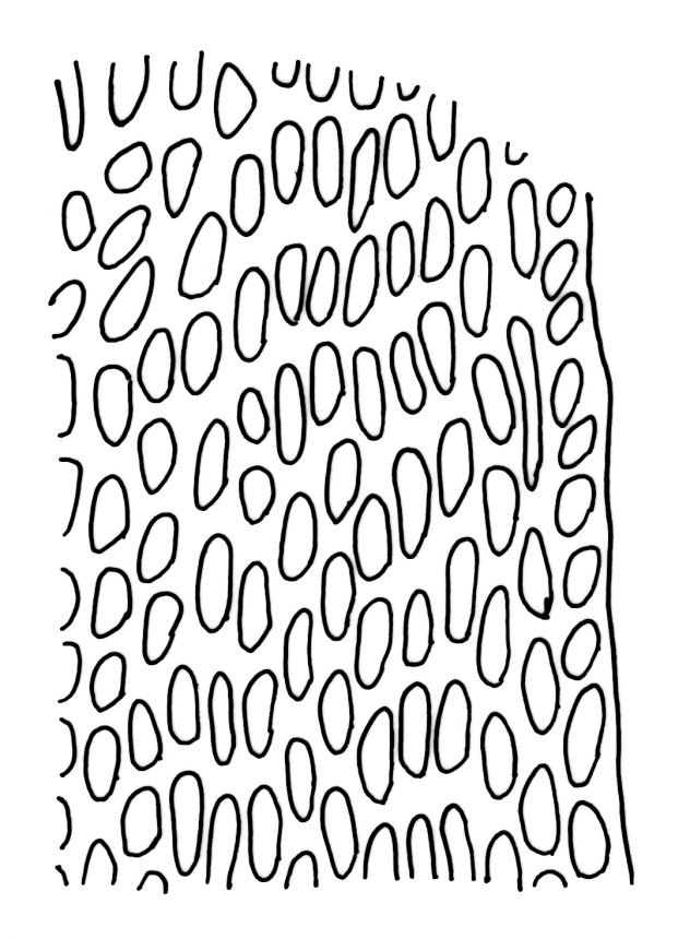 Flora of New Zealand | Taxon Profile | Cyrtopus setosus