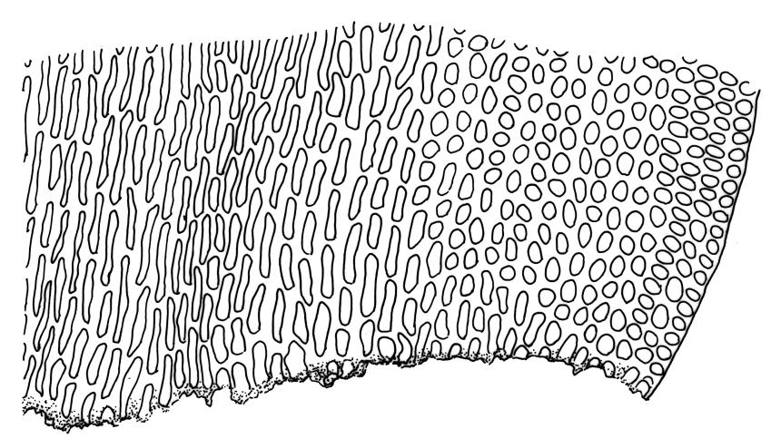 Flora of New Zealand | Taxon Profile | Cyrtopus setosus