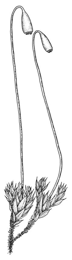 Flora of New Zealand | Taxon Profile | Bryum caespiticium