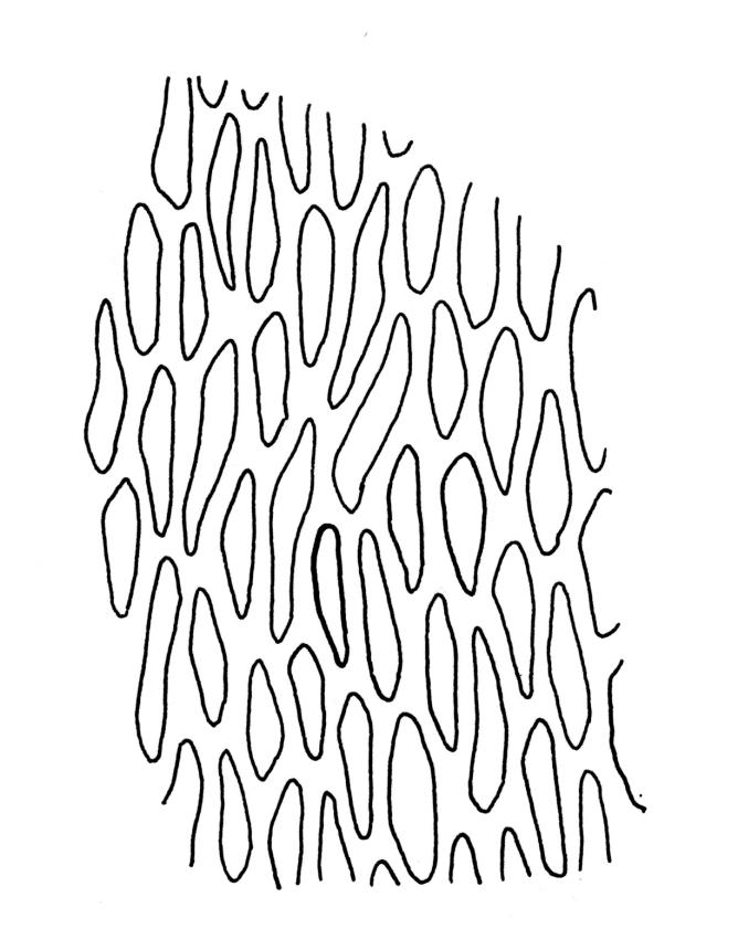 Flora of New Zealand | Taxon Profile | Bryum crassum