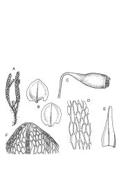Flora of New Zealand | Taxon Profile | Bryum harriottii