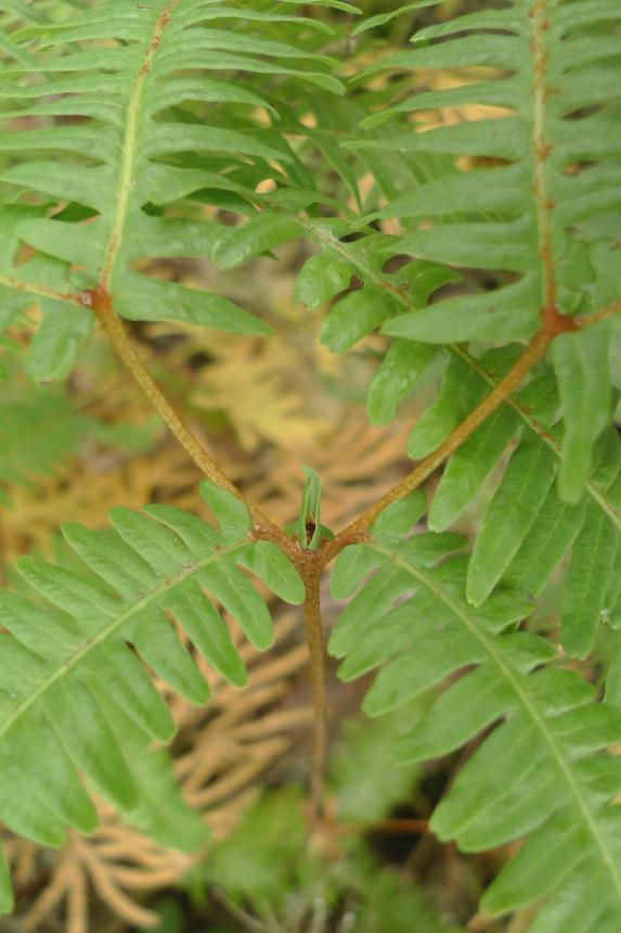 Flora of New Zealand | Taxon Profile | Gleicheniaceae