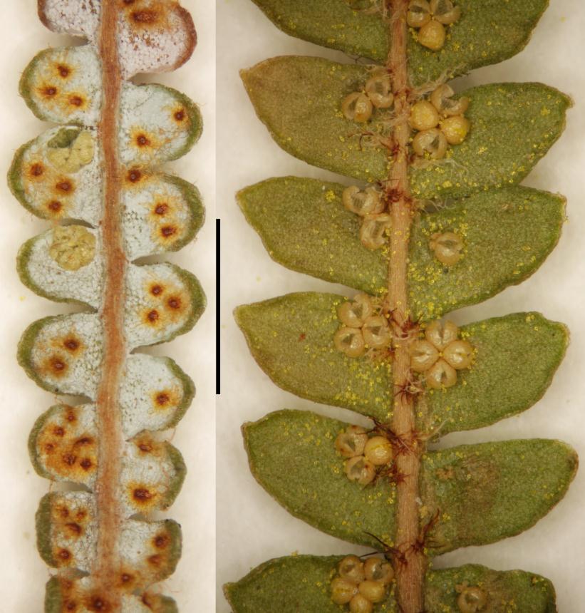 Flora of New Zealand | Taxon Profile | Gleichenia