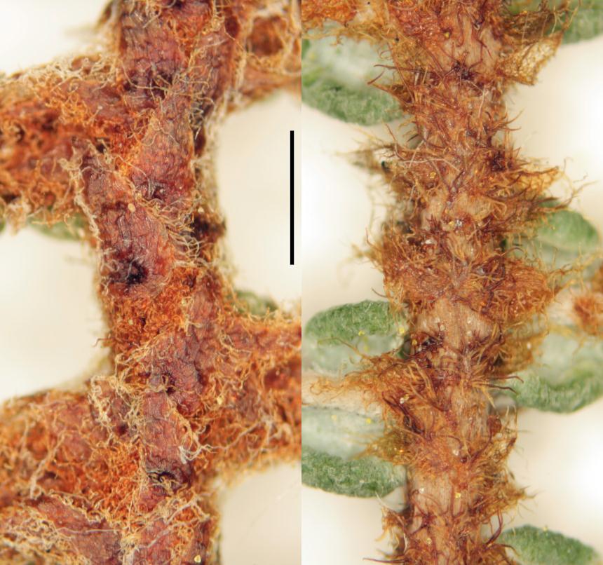 Flora of New Zealand | Taxon Profile | Gleichenia