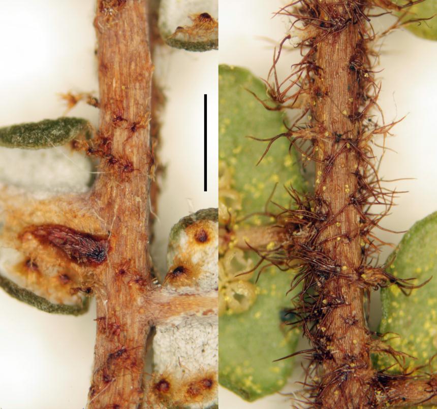 Flora of New Zealand | Taxon Profile | Gleichenia