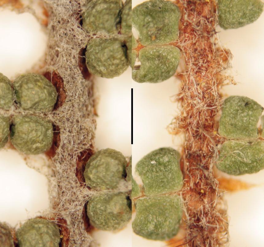 Flora of New Zealand | Taxon Profile | Gleichenia