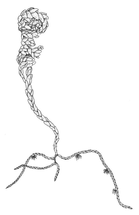 Flora of New Zealand | Taxon Profile | Leptodon smithii