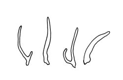 Flora of New Zealand | Taxon Profile | Leptodon smithii