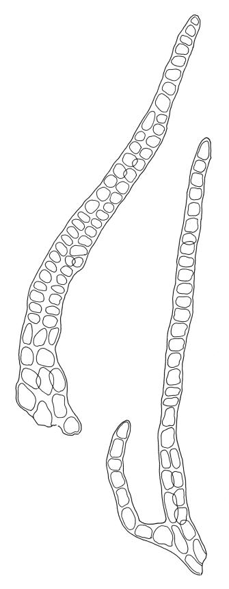 Flora of New Zealand | Taxon Profile | Leptodon smithii