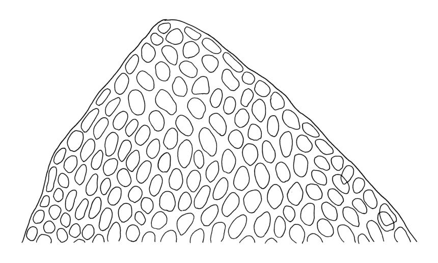 Flora of New Zealand | Taxon Profile | Leptodon smithii