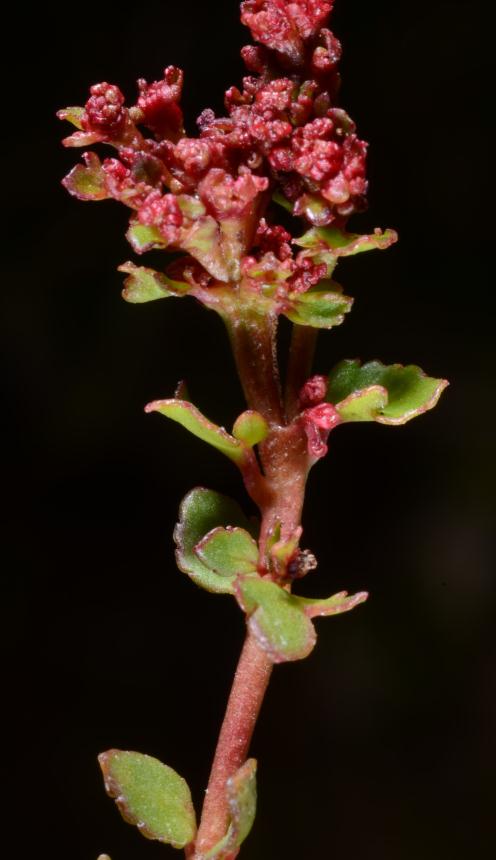 Flora of New Zealand | Gallery Profile | Gonocarpus micranthus subsp ...