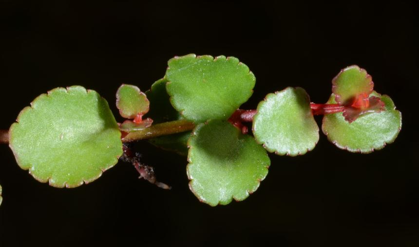 Flora of New Zealand | Gallery Profile | Gonocarpus micranthus subsp ...