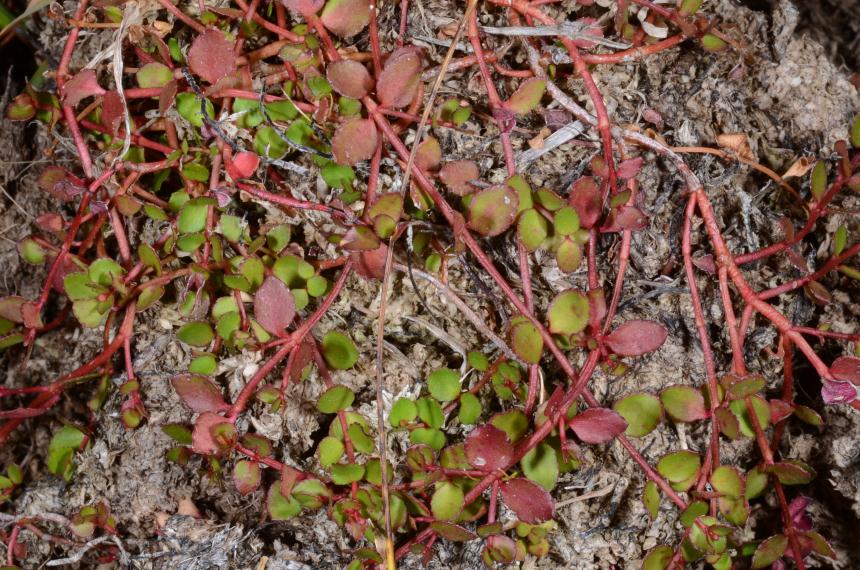 Flora of New Zealand | Gallery Profile | Gonocarpus micranthus subsp ...