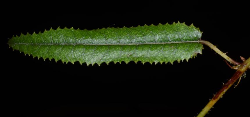 Flora of New Zealand | Gallery Profile | Rubus parvus