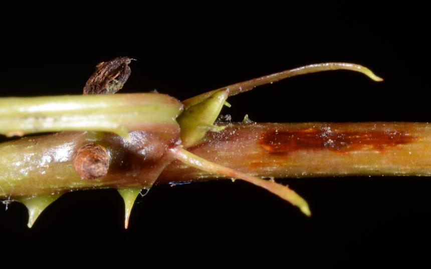 Flora of New Zealand | Gallery Profile | Rubus parvus