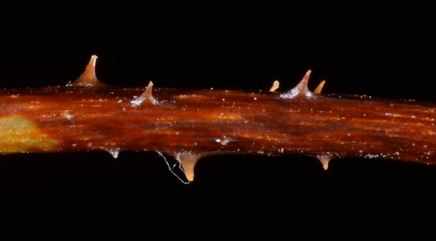 Flora of New Zealand | Gallery Profile | Rubus parvus