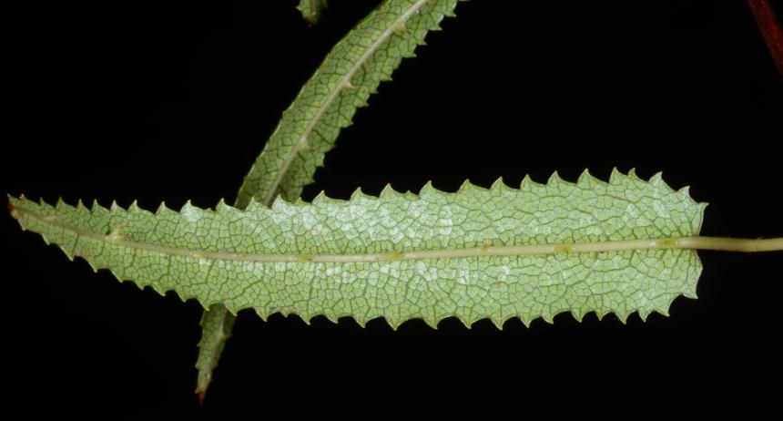 Flora of New Zealand | Gallery Profile | Rubus parvus