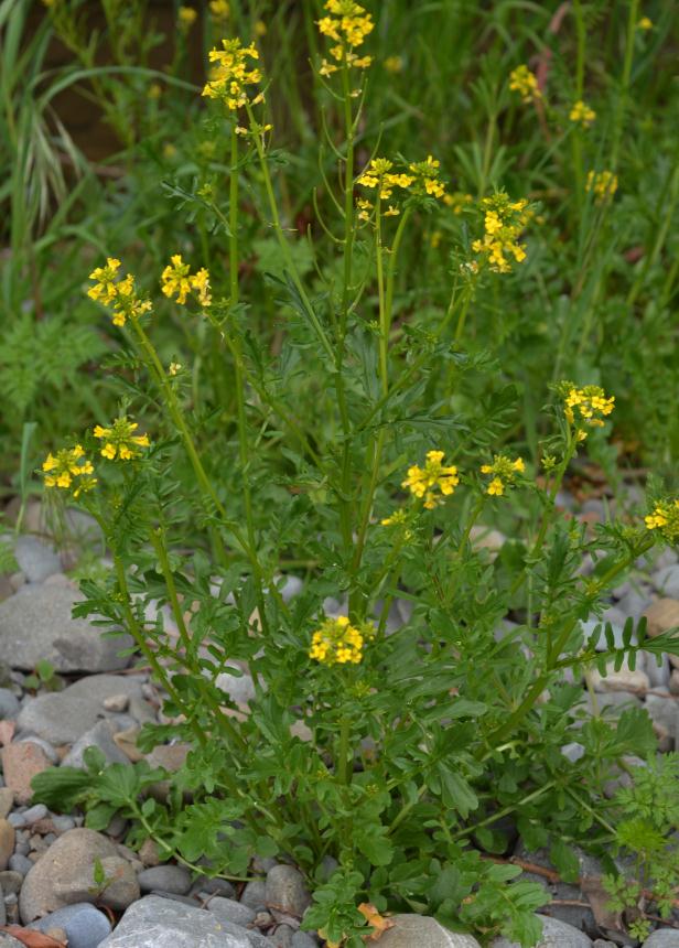 Flora of New Zealand | Taxon Profile | Barbarea verna