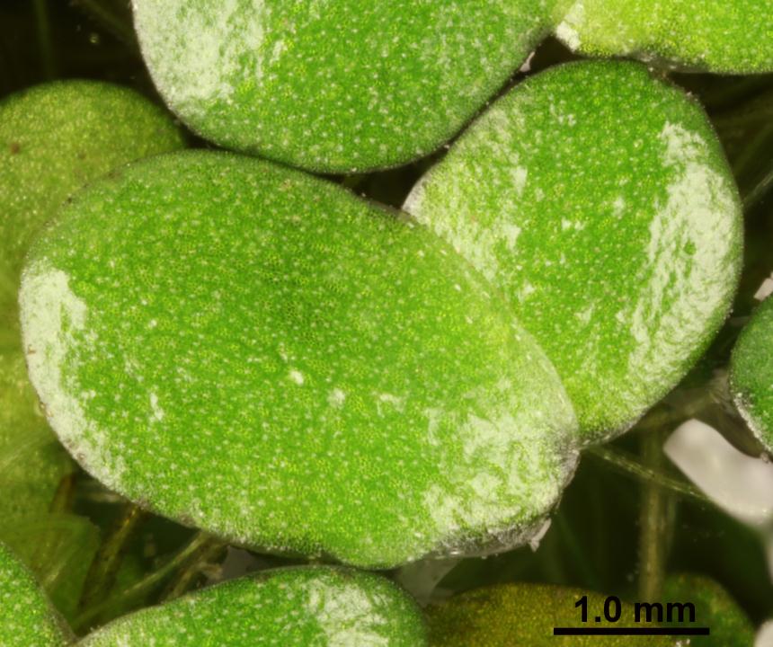 Flora of New Zealand | Gallery Profile | Lemna minor