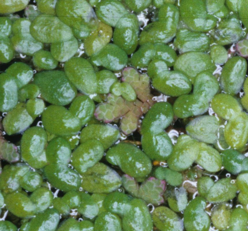 Flora of New Zealand | Gallery Profile | Lemna minor