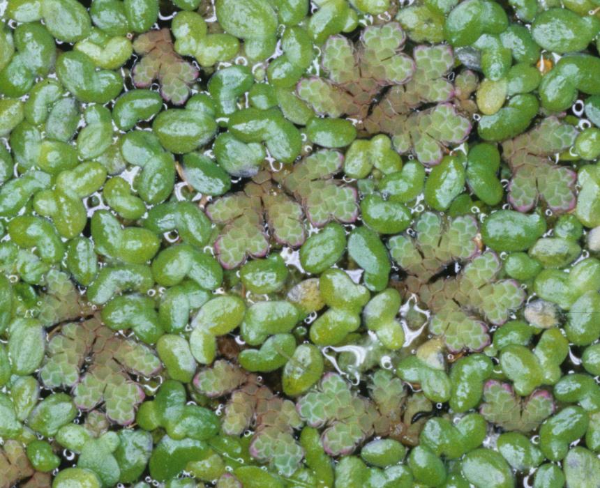 Flora of New Zealand | Gallery Profile | Lemna minor