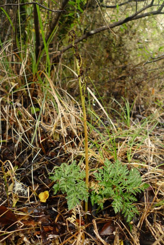 Flora of New Zealand | Taxon Profile | Botrychium australe