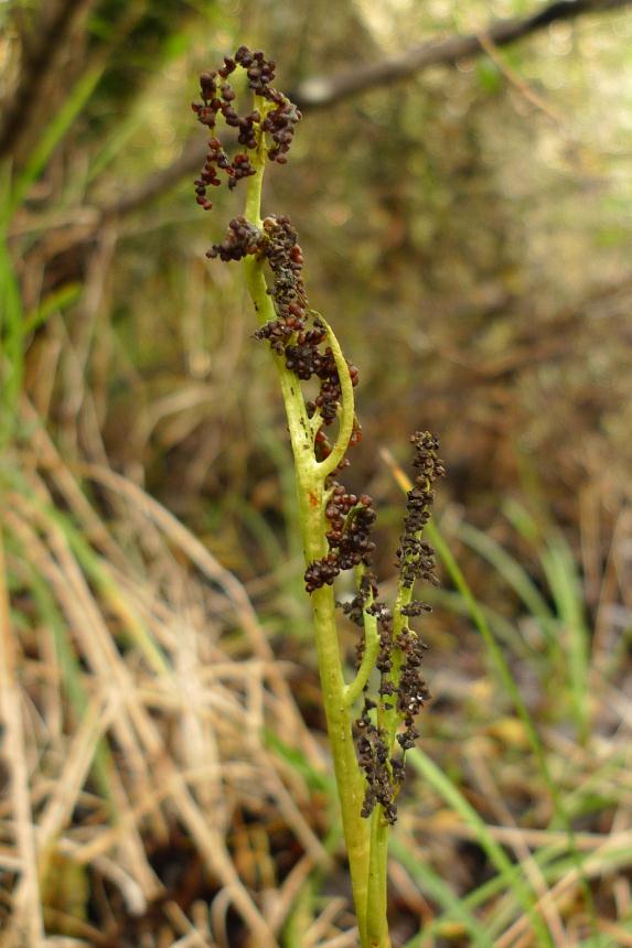 Flora of New Zealand | Taxon Profile | Botrychium australe