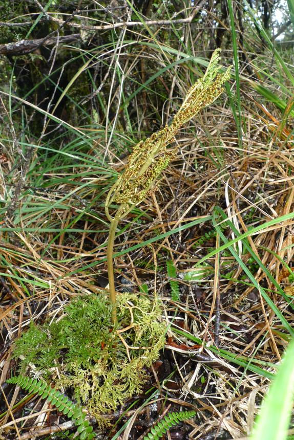 Flora of New Zealand | Taxon Profile | Botrychium