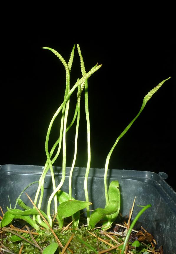 Flora of New Zealand | Taxon Profile | Ophioglossum