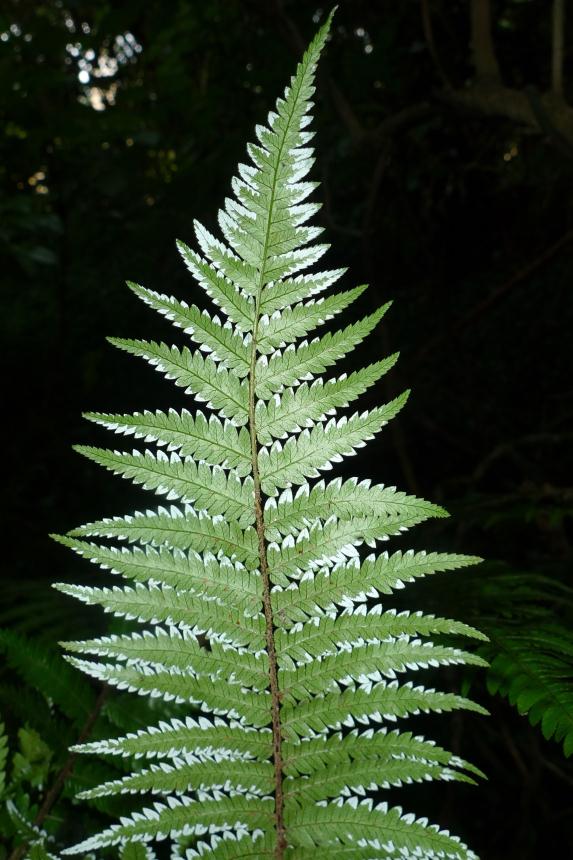 Flora of New Zealand | Taxon Profile | Cyathea dealbata