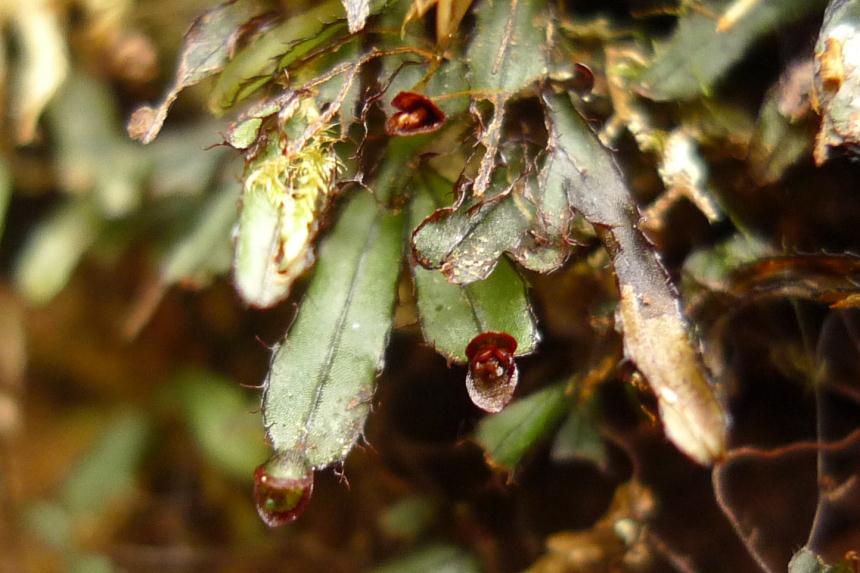 Flora of New Zealand | Taxon Profile | Hymenophyllum armstrongii