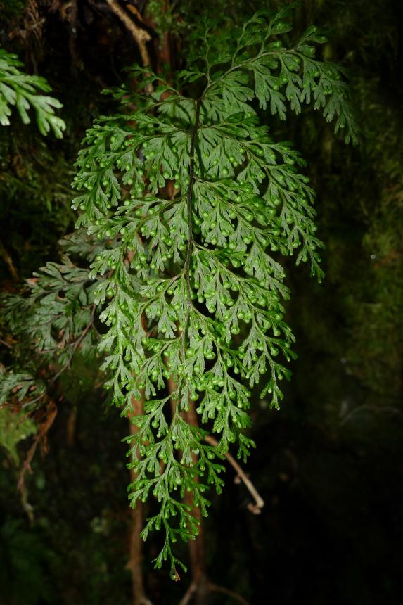 Flora of New Zealand | Taxon Profile | Hymenophyllum bivalve