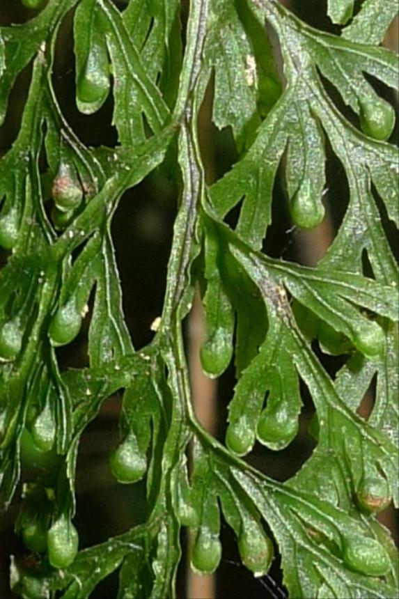 Flora of New Zealand | Taxon Profile | Hymenophyllum bivalve