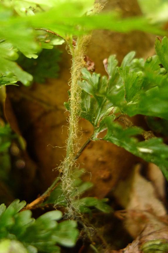 Flora of New Zealand | Taxon Profile | Hymenophyllum flabellatum