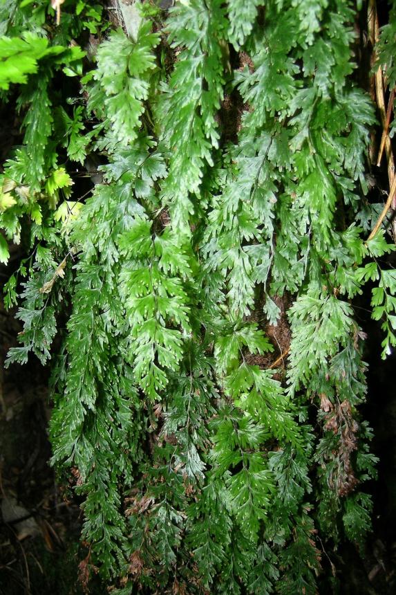 Flora of New Zealand | Taxon Profile | Hymenophyllum flabellatum