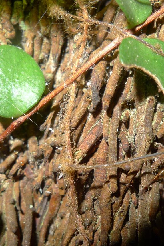 Flora of New Zealand | Taxon Profile | Hymenophyllum flabellatum