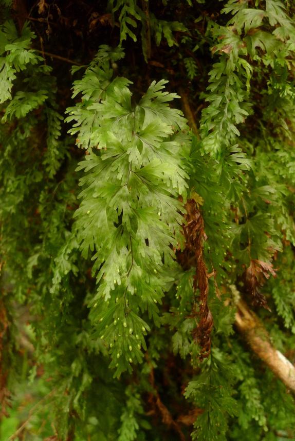 Flora of New Zealand | Taxon Profile | Hymenophyllum flabellatum
