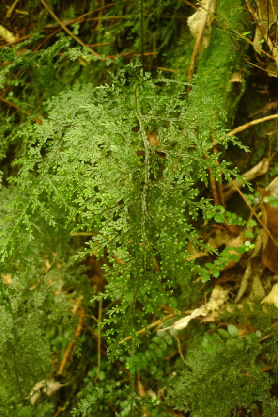 Flora of New Zealand | Taxon Profile | Hymenophyllum flexuosum