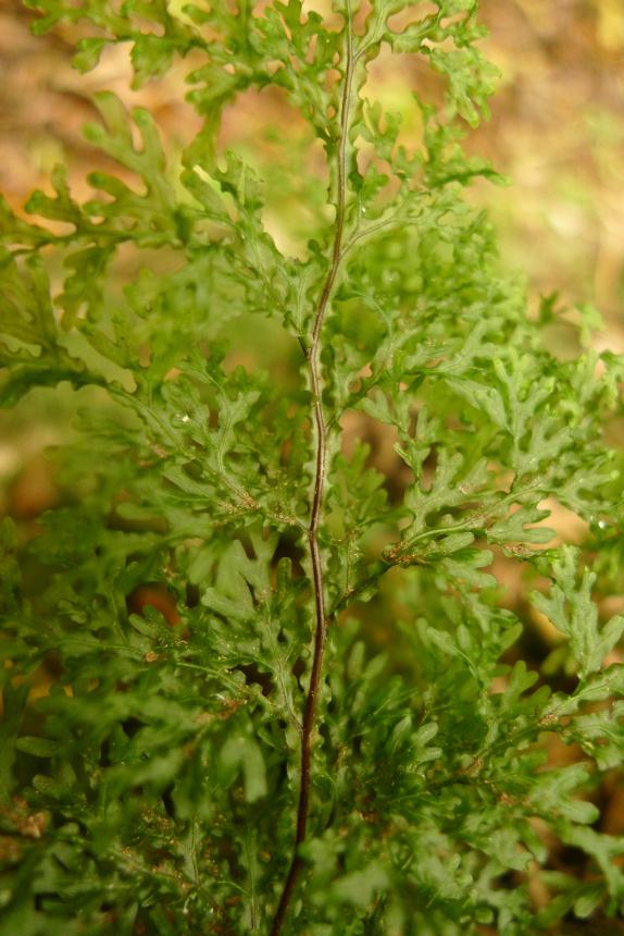 Flora of New Zealand | Taxon Profile | Hymenophyllum flexuosum