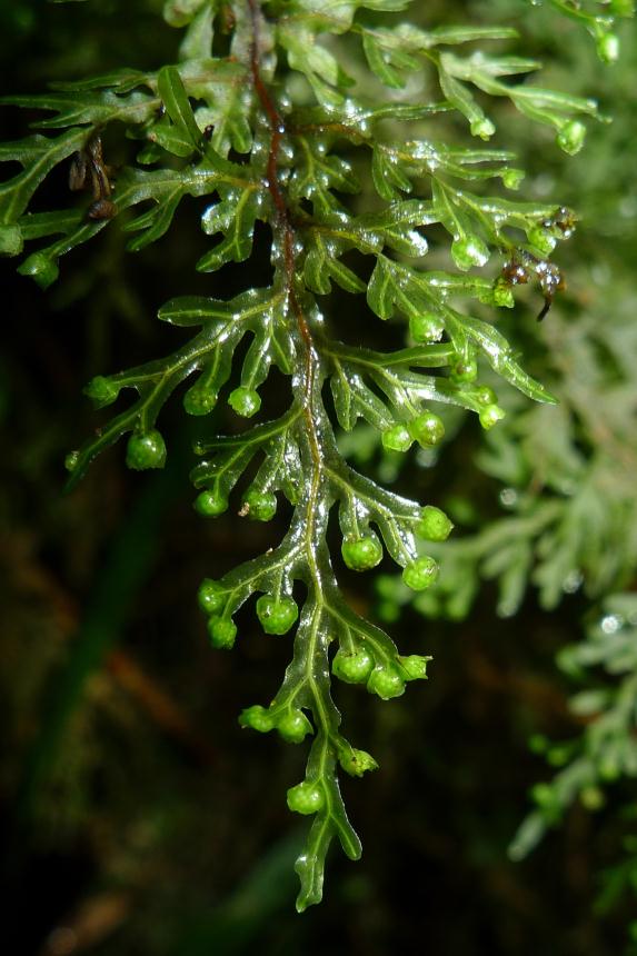 Flora of New Zealand | Taxon Profile | Hymenophyllum flexuosum