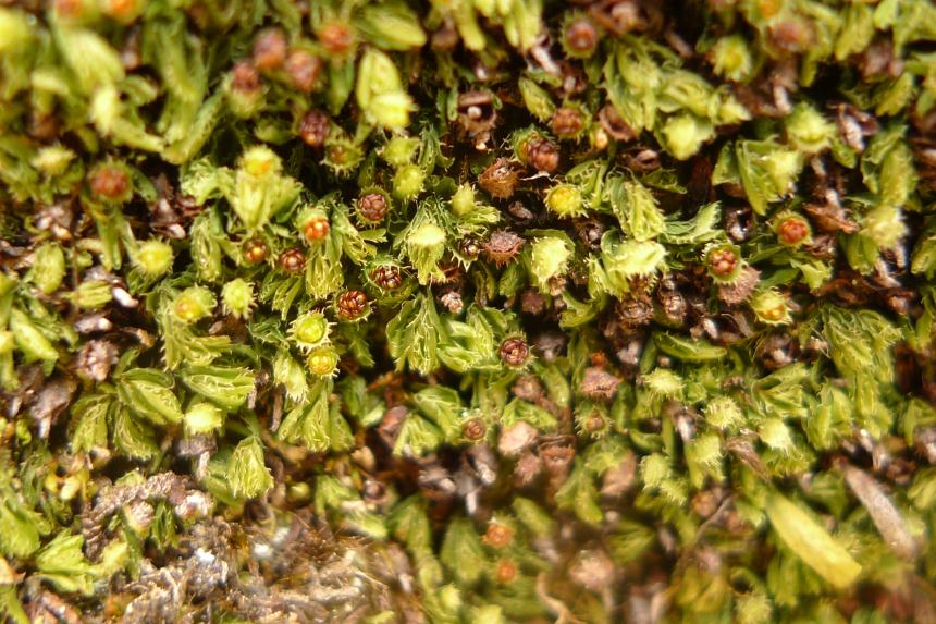 Flora of New Zealand | Taxon Profile | Hymenophyllum minimum