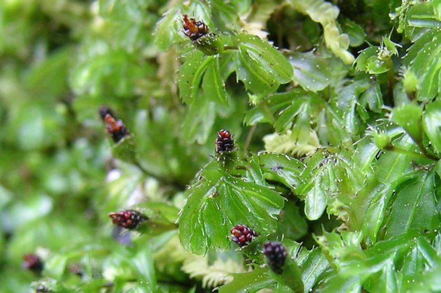 Flora of New Zealand | Taxon Profile | Hymenophyllum minimum