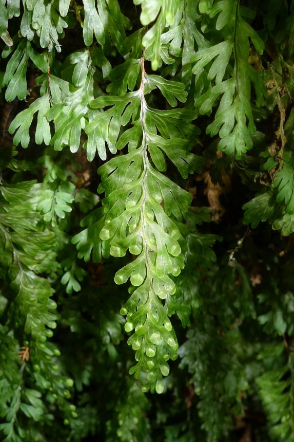 Flora of New Zealand | Taxon Profile | Hymenophyllum rarum