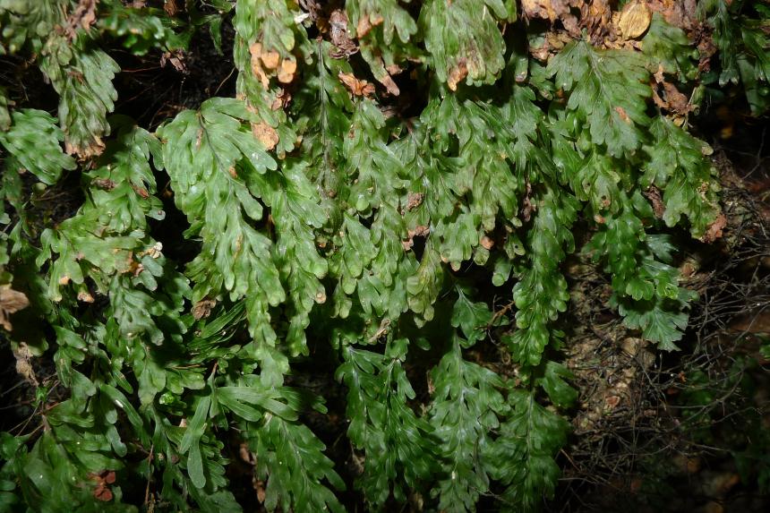 Flora of New Zealand | Taxon Profile | Hymenophyllum rarum