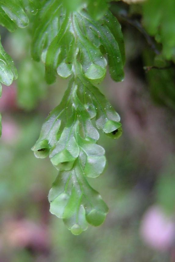 Flora of New Zealand | Taxon Profile | Hymenophyllum