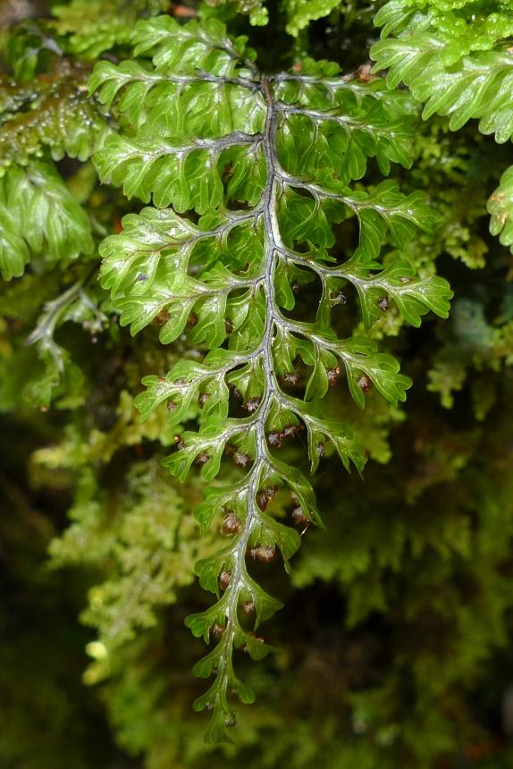 Flora of New Zealand | Taxon Profile | Hymenophyllum sanguinolentum